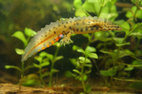 Pory roku z Adamem Wajrakiem - Wiosna - streszczenie odcinka | Telemagazyn