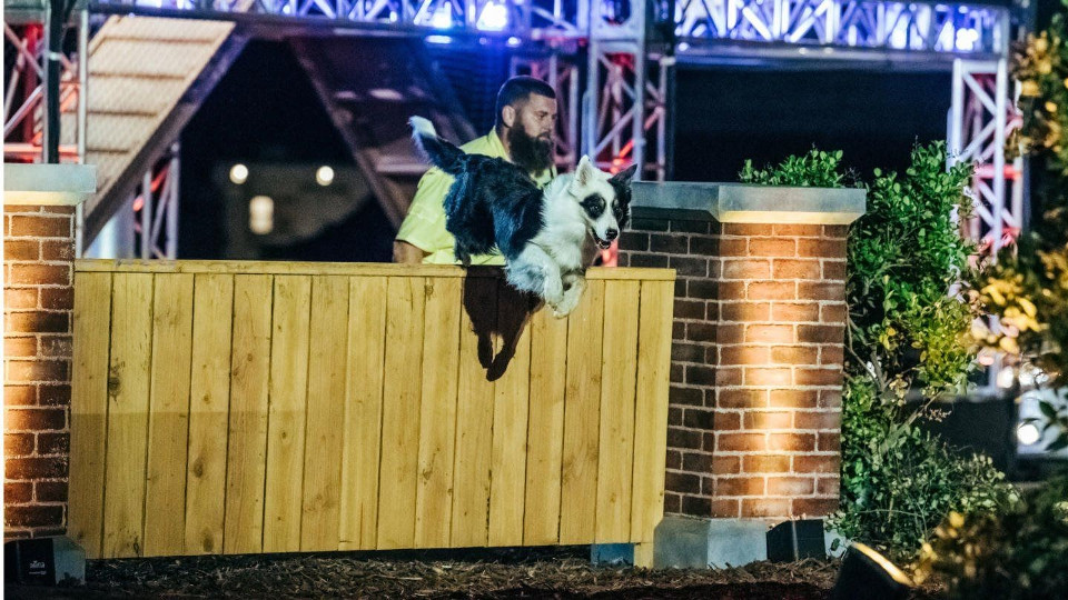 America's Top Dog | Telemagazyn